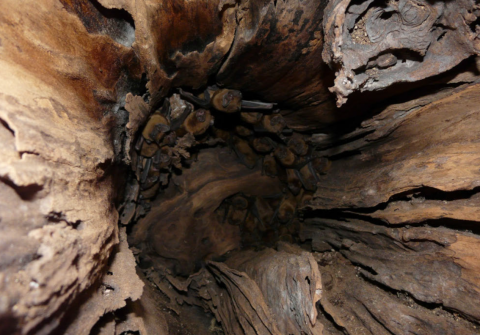 Gestion du patrimoine arboré et prise en compte des chiroptères lors d ...